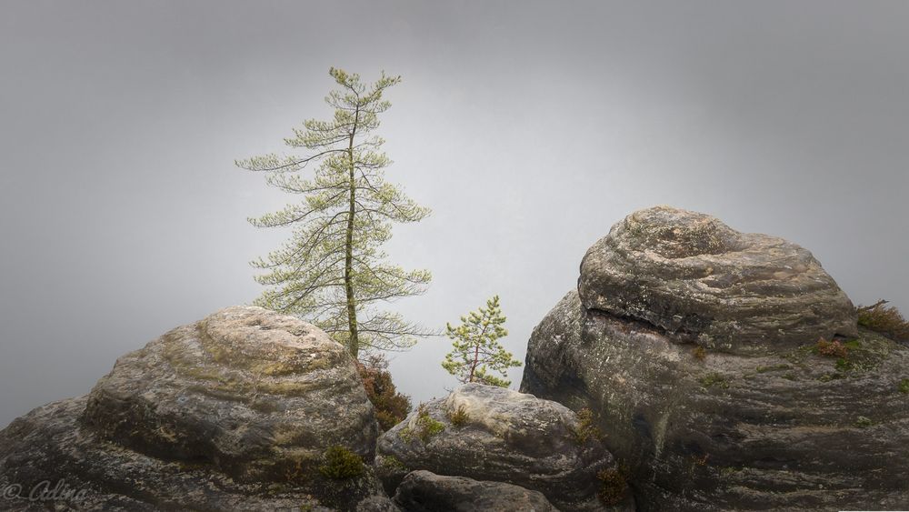 Ein /oder zwei :-)/Fichtenbaum steht einsam im Norden auf kahler Höh ...