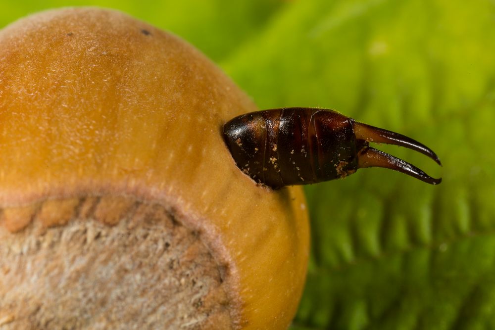 ein Ohrenkneifer bohrt sich in eine Haselnuss Foto & Bild | tiere ...