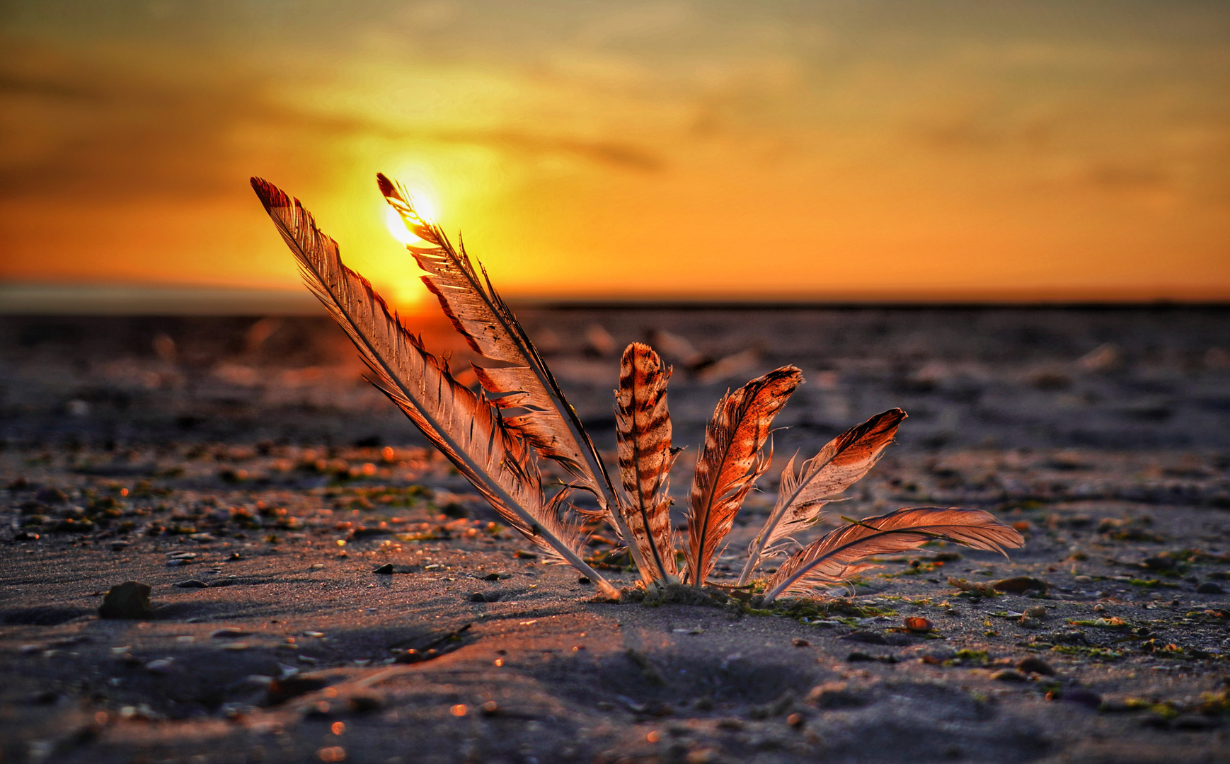 Ein paar Federn am Strand... Foto & Bild | landschaft, sonnenuntergänge ...