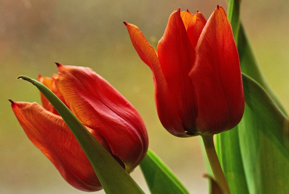 Ein paar Tulpen Foto & Bild | pflanzen, pilze & flechten, blüten- & kleinpflanzen, tulpen Bilder ...