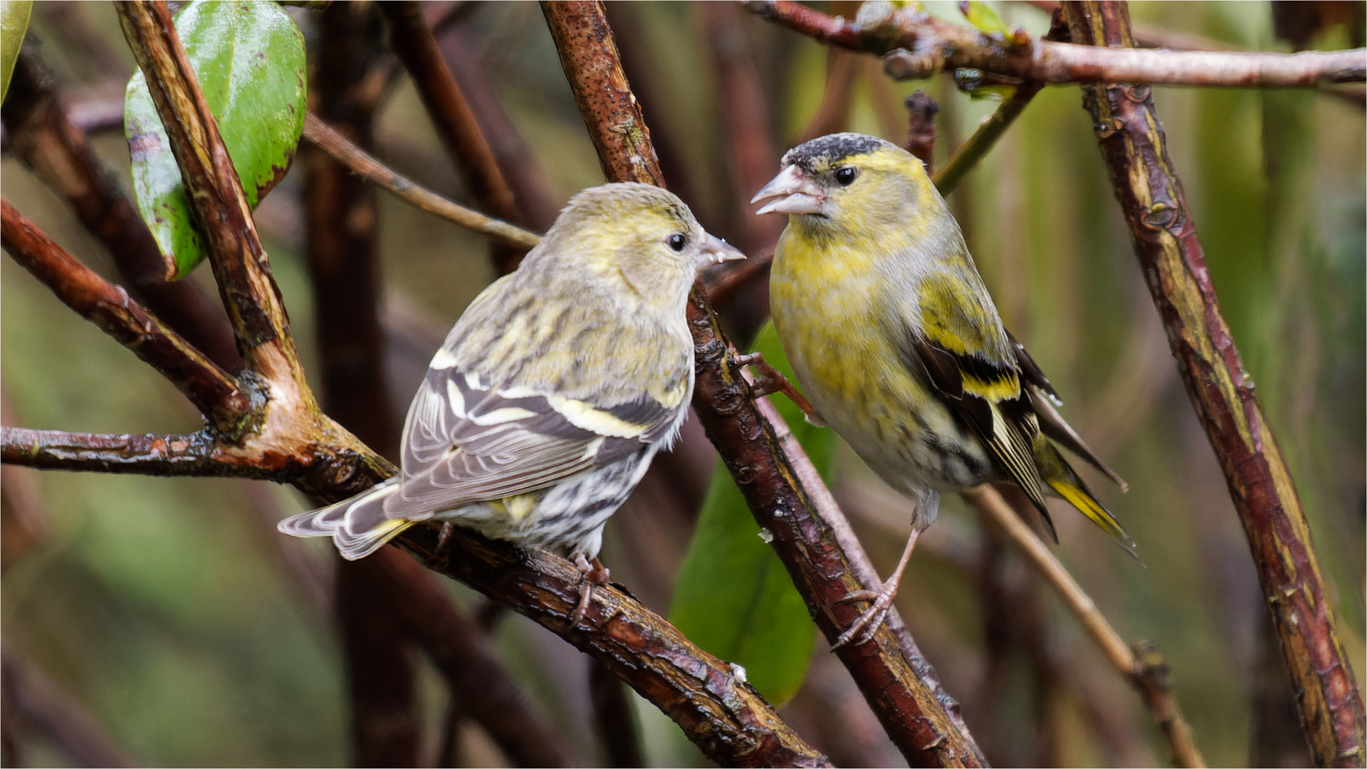 ein Pärchen dort im Busche saß ..... Foto & Bild | tiere, wildlife ...