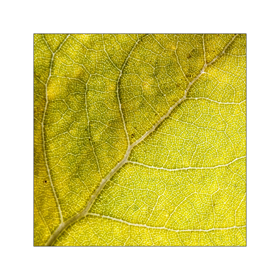 Ein Pappelblatt zum Herbstanfang Foto & Bild | pflanzen, pilze ...