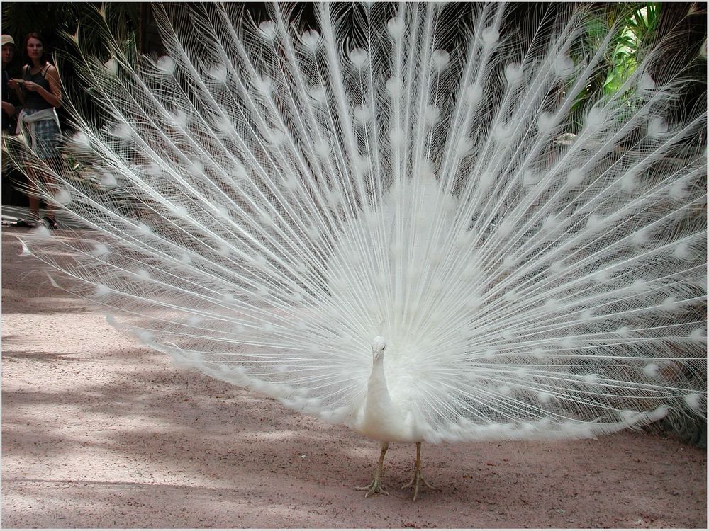 Ein Pfau-Albino... Foto & Bild | tiere, zoo, wildpark & falknerei ...