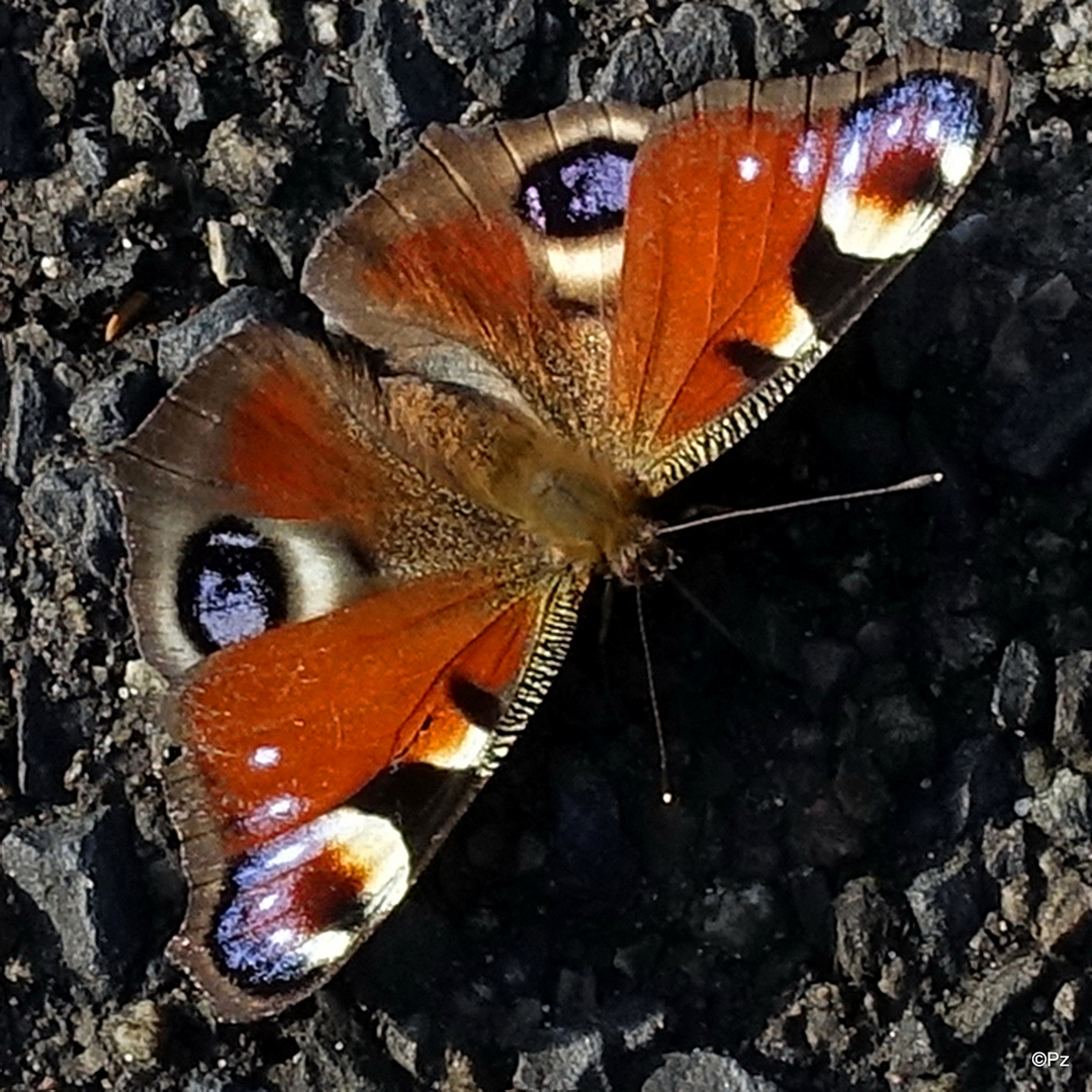 Ein Pfauenauge macht Rast ... Foto & Bild | architektur, tiere ...