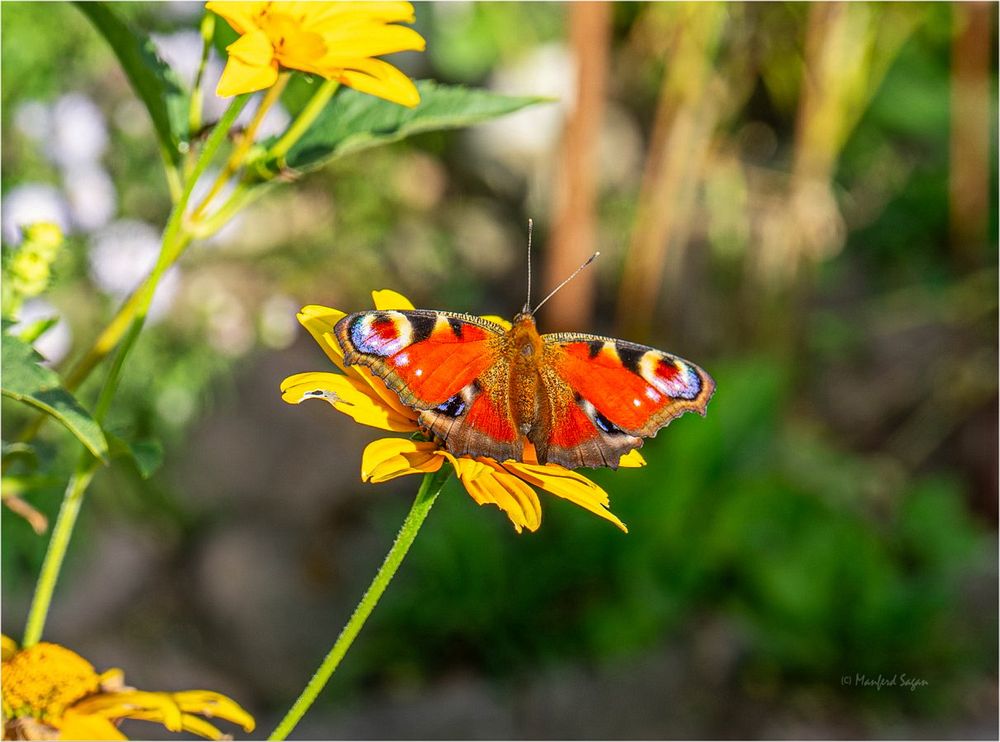Ein Pfauenaugetagfalter beim Nektar tanken... Foto & Bild | fotos ...