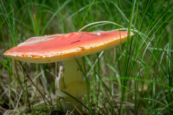 Pilze & Flechten Bilder & Fotos