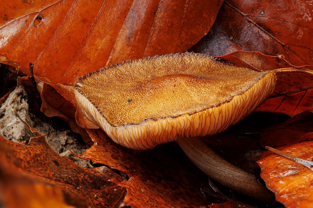 Ein Pilz im Herbstlaub eingebettet. Foto & Bild | pflanzen, pilze & flechten, pilze & flechten ...