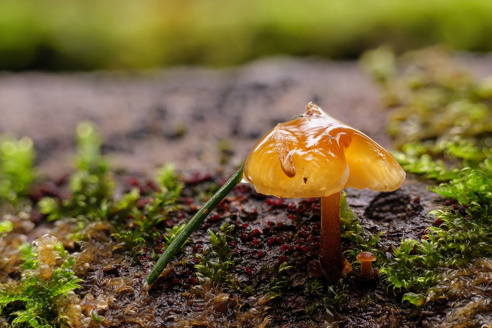ein Pilz und zwei Perspektiven Foto & Bild | pflanzen, pilze & flechten, pilze & flechten, natur ...