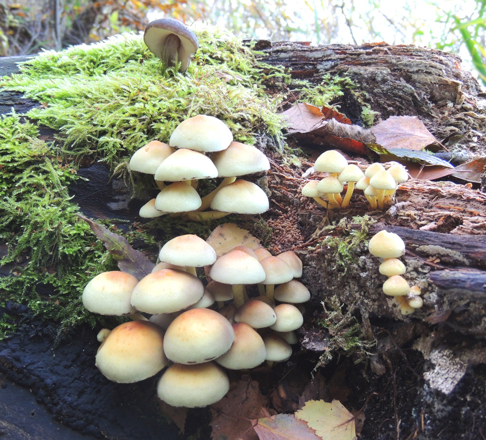 Ein Pilzbaum Foto & Bild | pflanzen, pilze & flechten, pilze & flechten ...