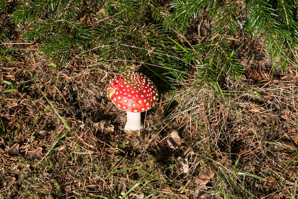 Ein Pilzlein steht im Walde... Foto & Bild | pflanzen, pilze & flechten, pilze & flechten ...