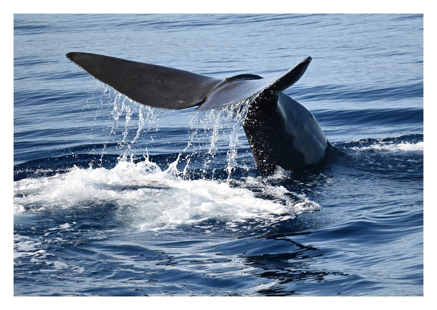 Ein Pottwal taucht ab und zeigt seine Fluke Foto & Bild | tiere ...