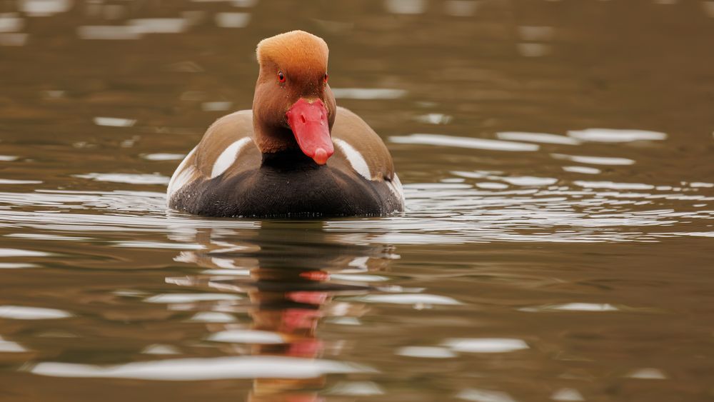 ein prachtvoller Erpel Foto & Bild | tiere, wildlife, wild lebende ...