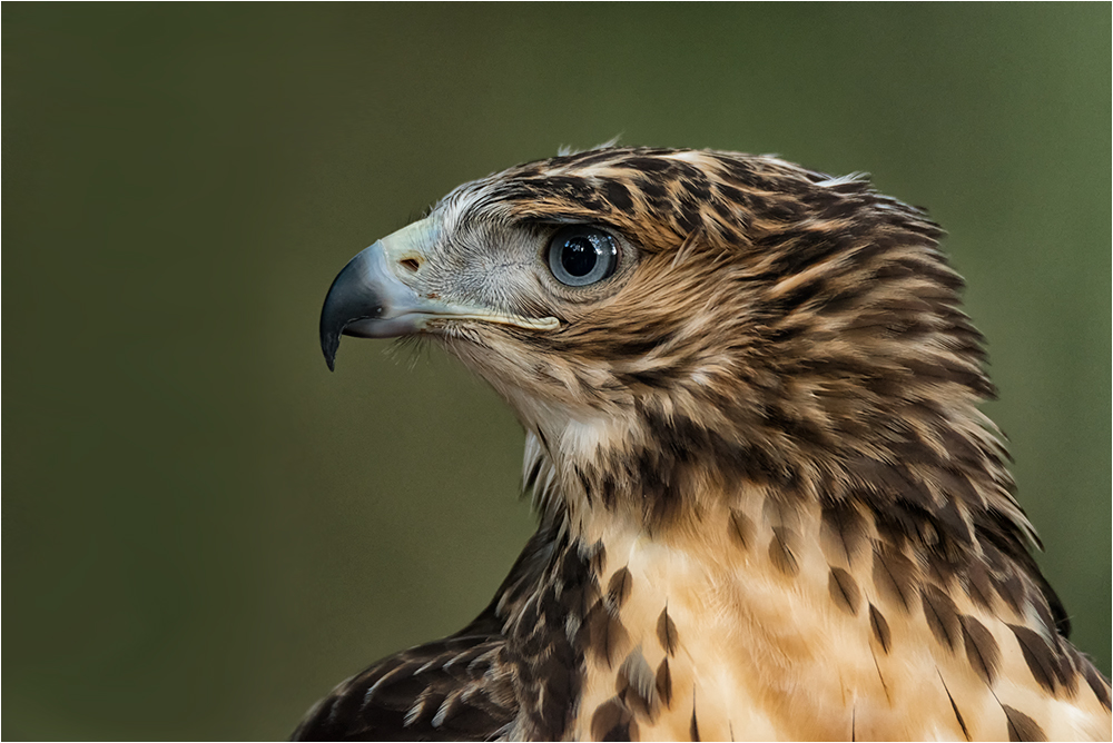 Ein prachtvoller Greif..... Foto & Bild | tiere, zoo, wildpark ...