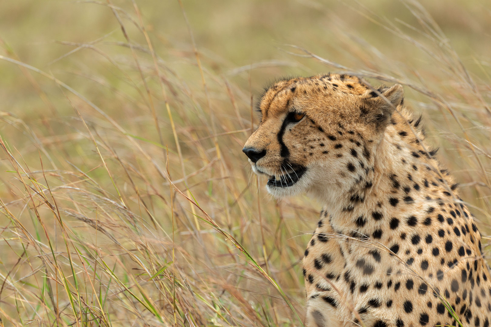 ein prächtiger Bursche Foto & Bild | africa, eastern africa, kenya ...