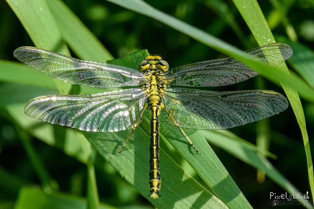 Ein prächtiger Libellen-Mann Foto & Bild | tiere, wildlife, libellen ...