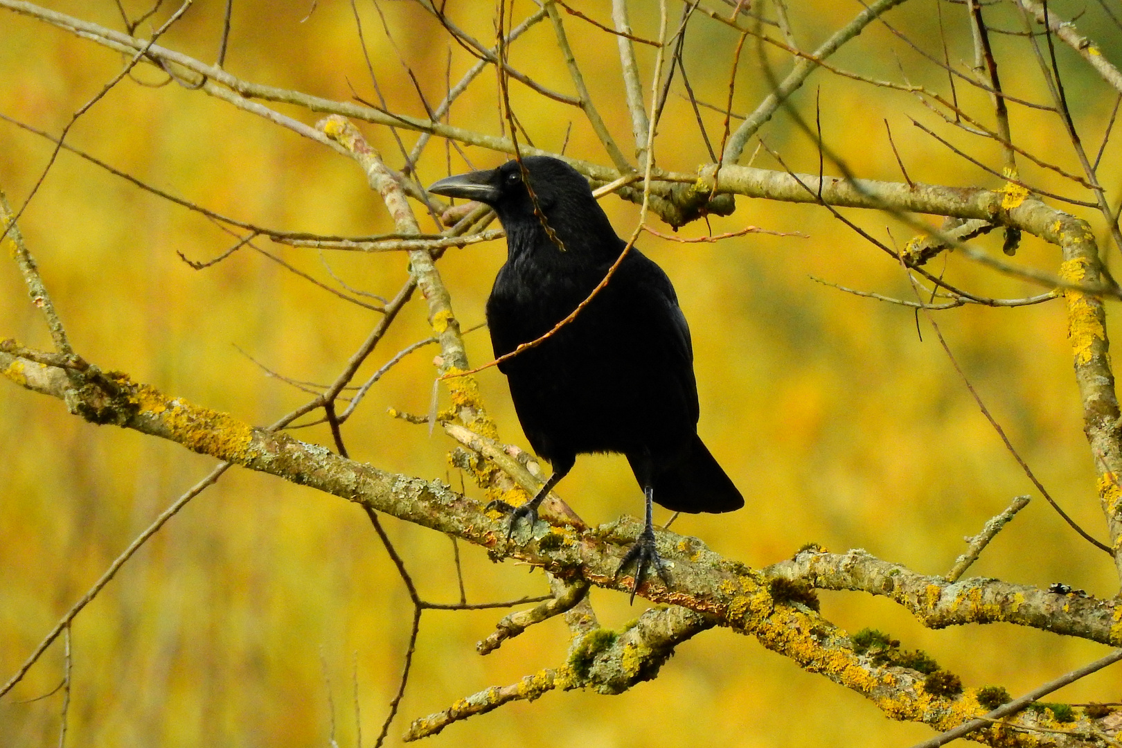 Ein Rabe Foto & Bild | fotos, natur, rabe Bilder auf fotocommunity