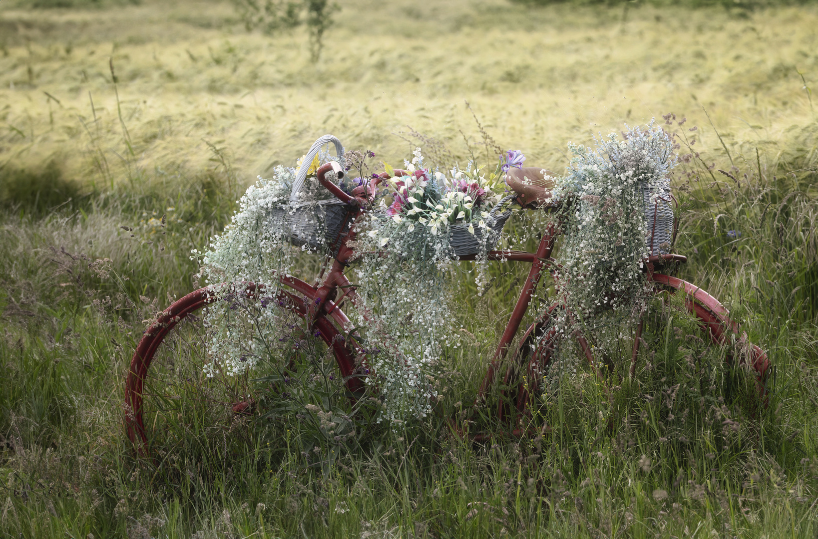 ein Rad am Kornfeld Foto & Bild | landschaft, fotokunst, Äcker, felder & wiesen Bilder auf ...