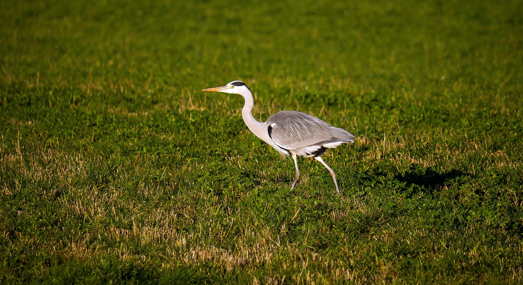 Ein Radler und ein Reiher Foto & Bild | natur, tiere, vögel Bilder auf ...