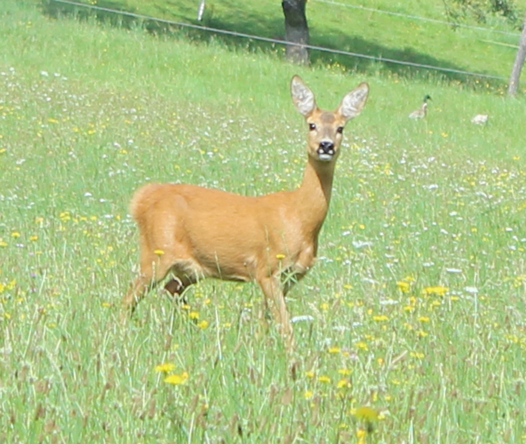 ein Reh Foto & Bild | andere tiere, natur, tiere Bilder auf fotocommunity