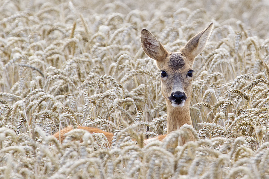 Ein Reh im Kornfeld ... Foto & Bild | tiere, wildlife, säugetiere ...
