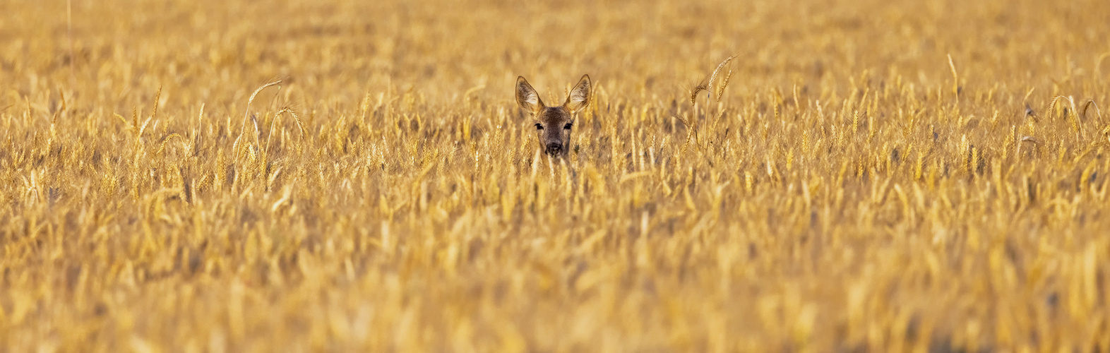 Ein Reh im Kornfeld... Foto & Bild | nature, feld, natur Bilder auf fotocommunity