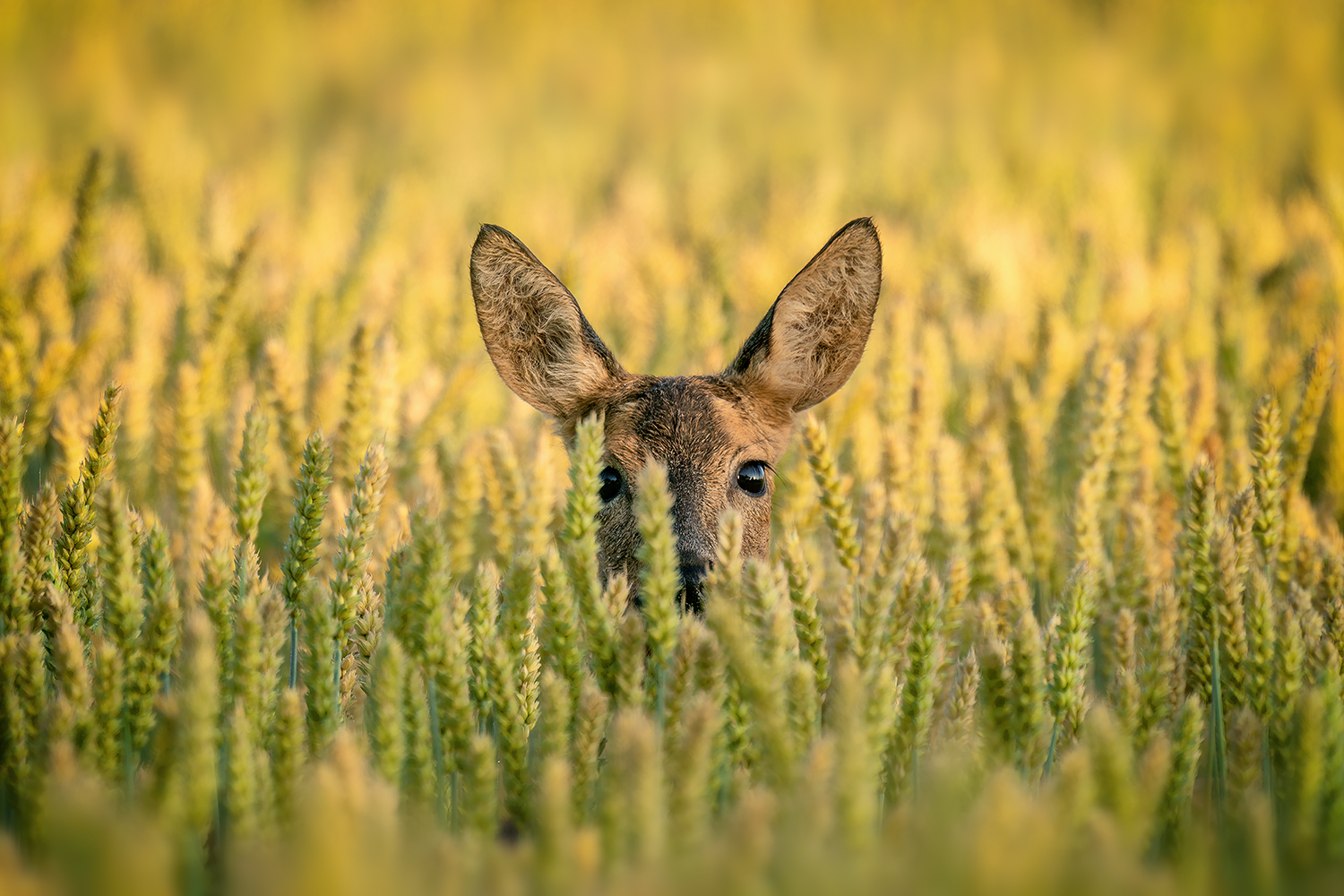 Ein Reh im Kornfeld Foto & Bild | nature, getreidefeld, sommer Bilder auf fotocommunity