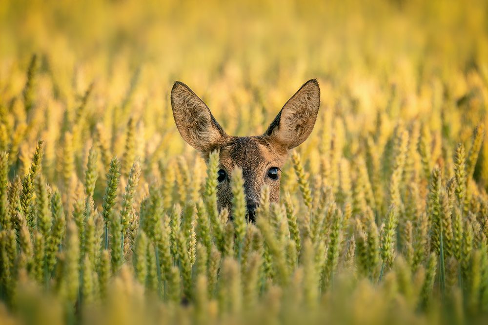Ein Reh im Kornfeld Foto & Bild | nature, getreidefeld, sommer Bilder auf fotocommunity