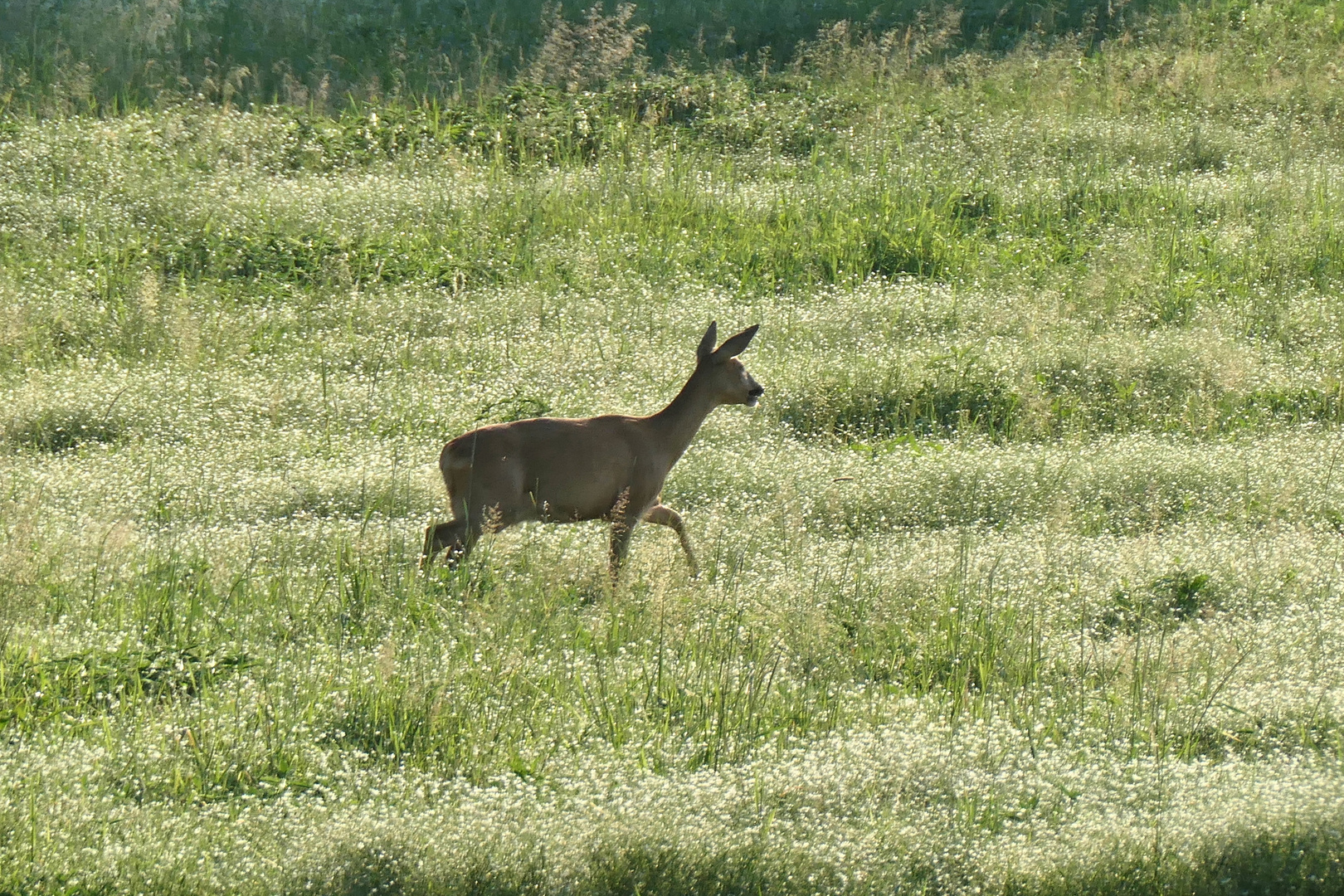 ein Reh wandert über die Blumenwiese Foto & Bild | tiere, wildlife ...