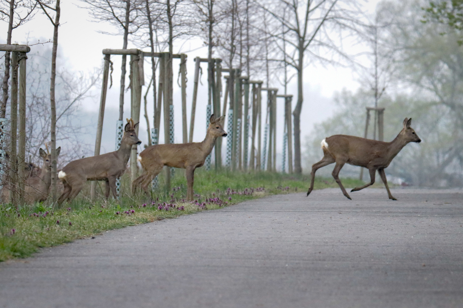 Ein Reh... Zwei Rehe... Drei Rehe... Foto & Bild | reportage ...