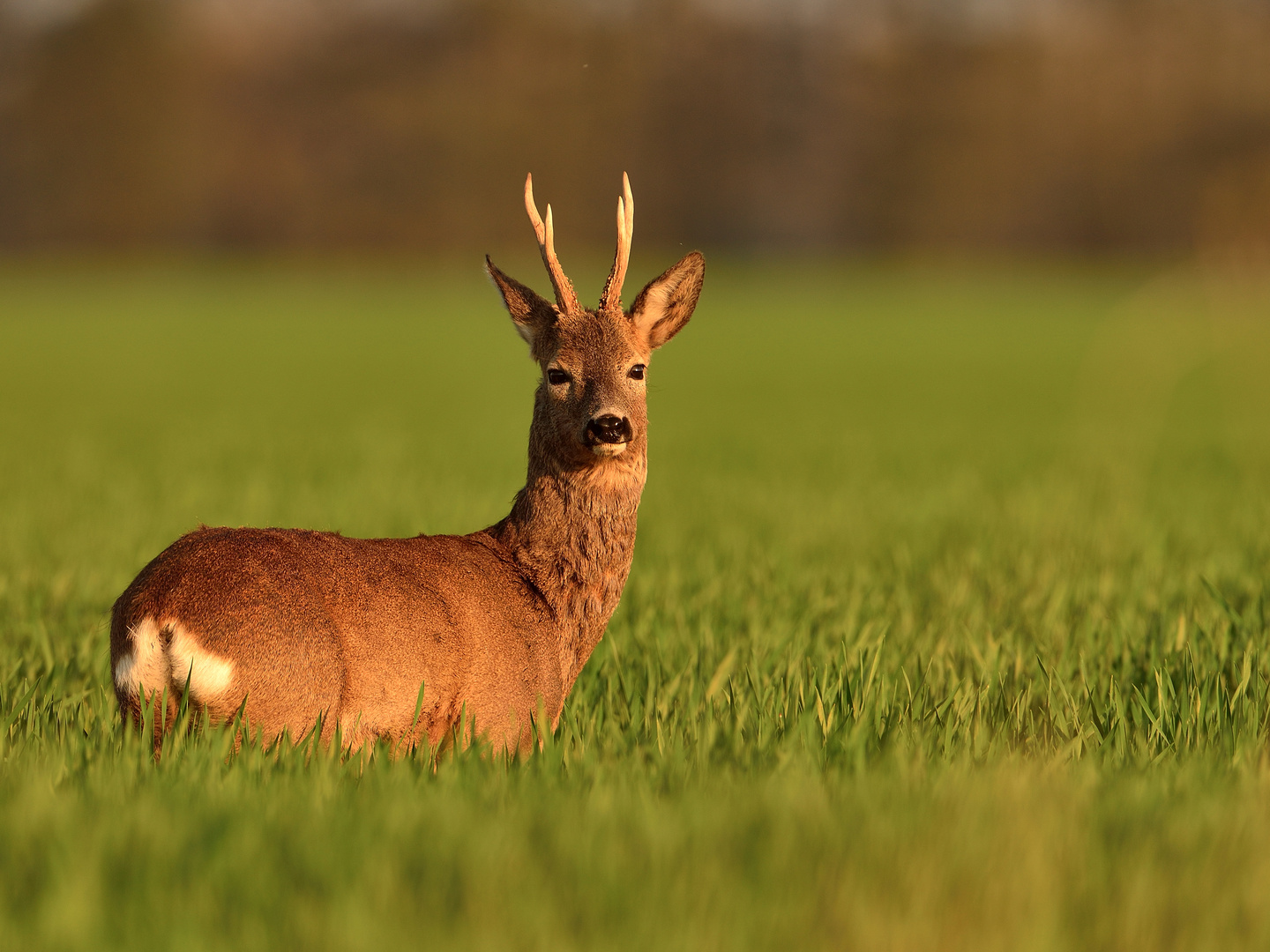 Ein Rehbock Foto & Bild | tiere, wildlife, säugetiere Bilder auf ...