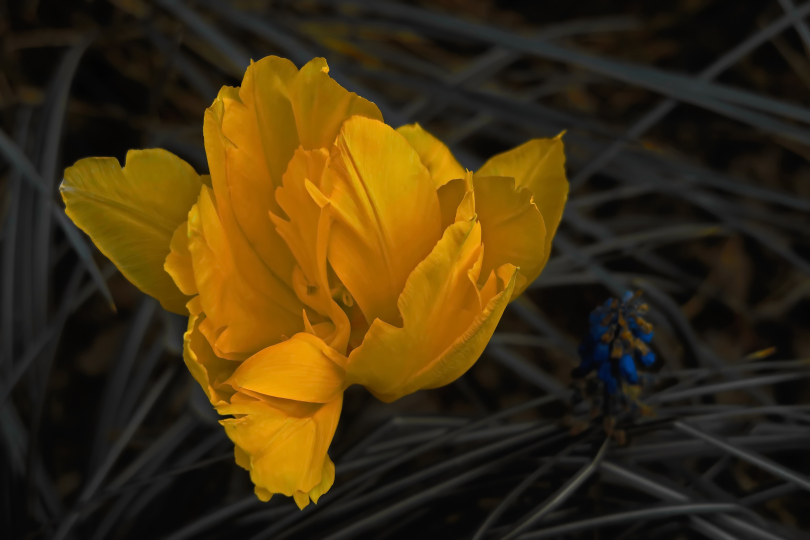 ein richtiger Apriltag heute : grau naß wird's ... wieder ;-), Foto ...