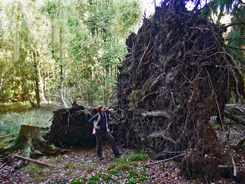Ein Riese stirbt Foto & Bild | deutschland, europe, mecklenburg ...