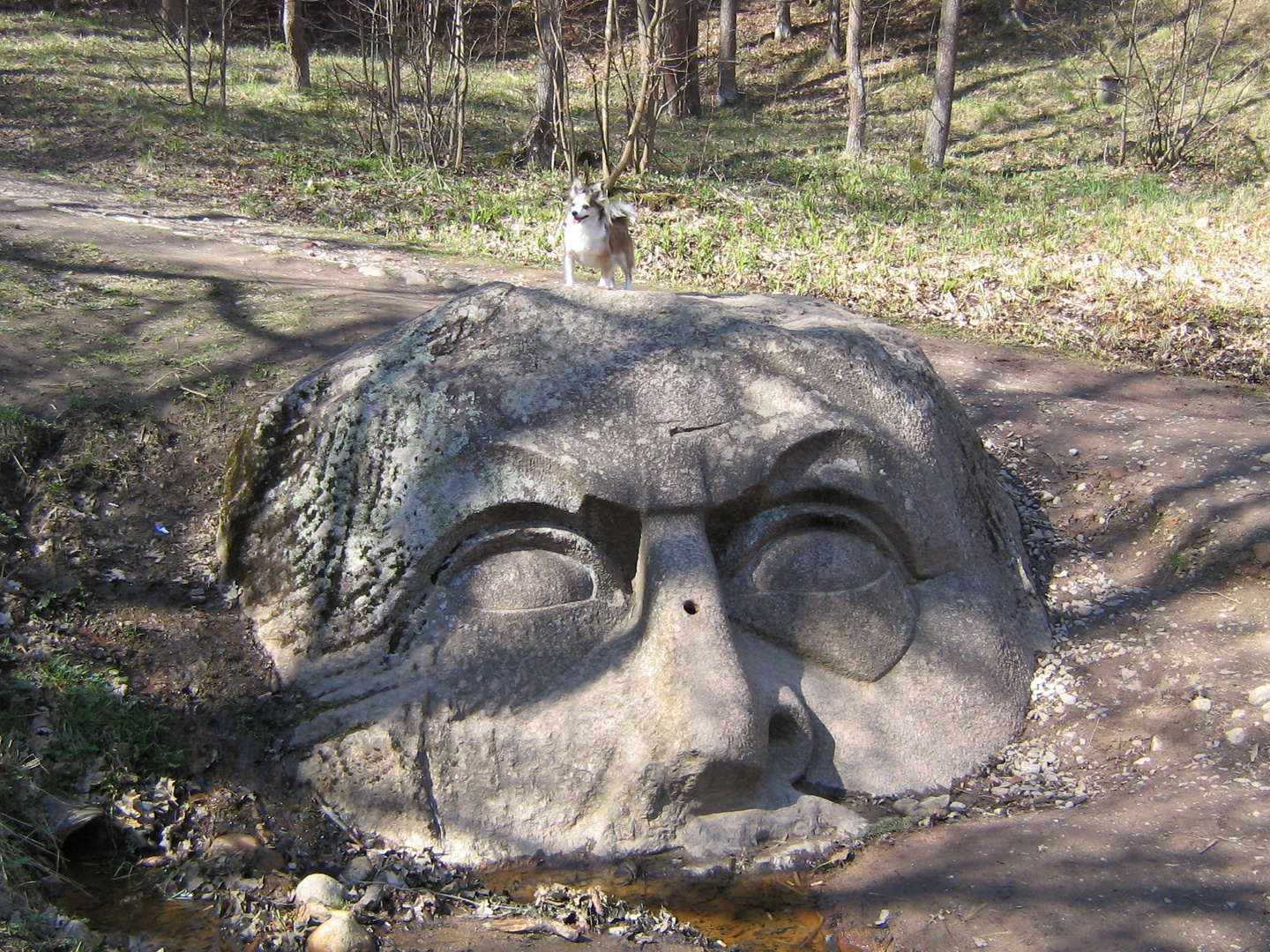 Ein Riese unter dem Fuß des kleinen Hundes Foto & Bild | europe ...