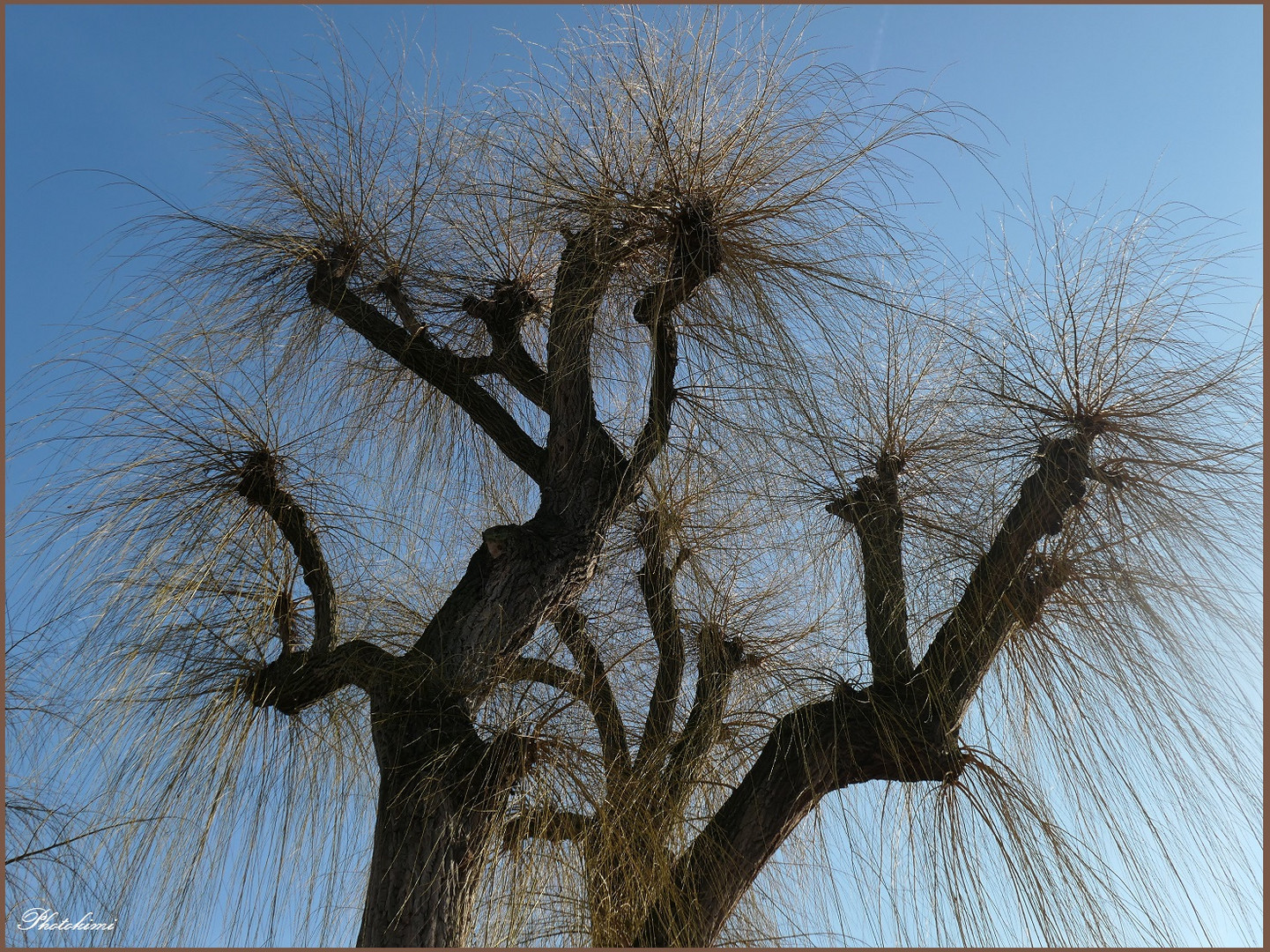Ein riesiger Weidenbaum Foto & Bild | pflanzen, pilze & flechten, bäume ...