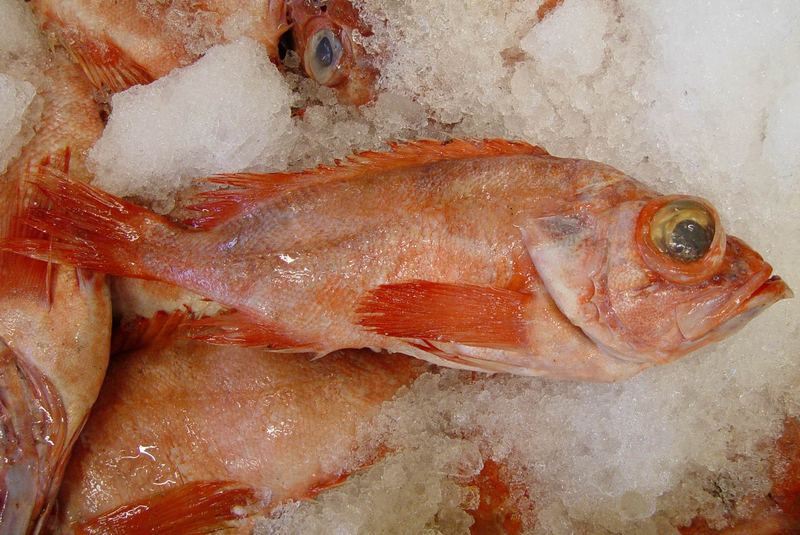 Ein Rotbarsch ist selten allein Foto & Bild | tiere, wildlife, fische ...