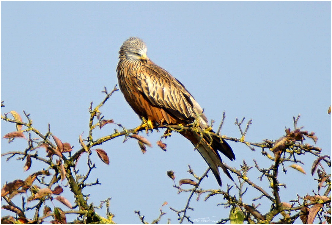 Ein Rotmilan Foto & Bild | tiere, wildlife, wild lebende vögel Bilder ...
