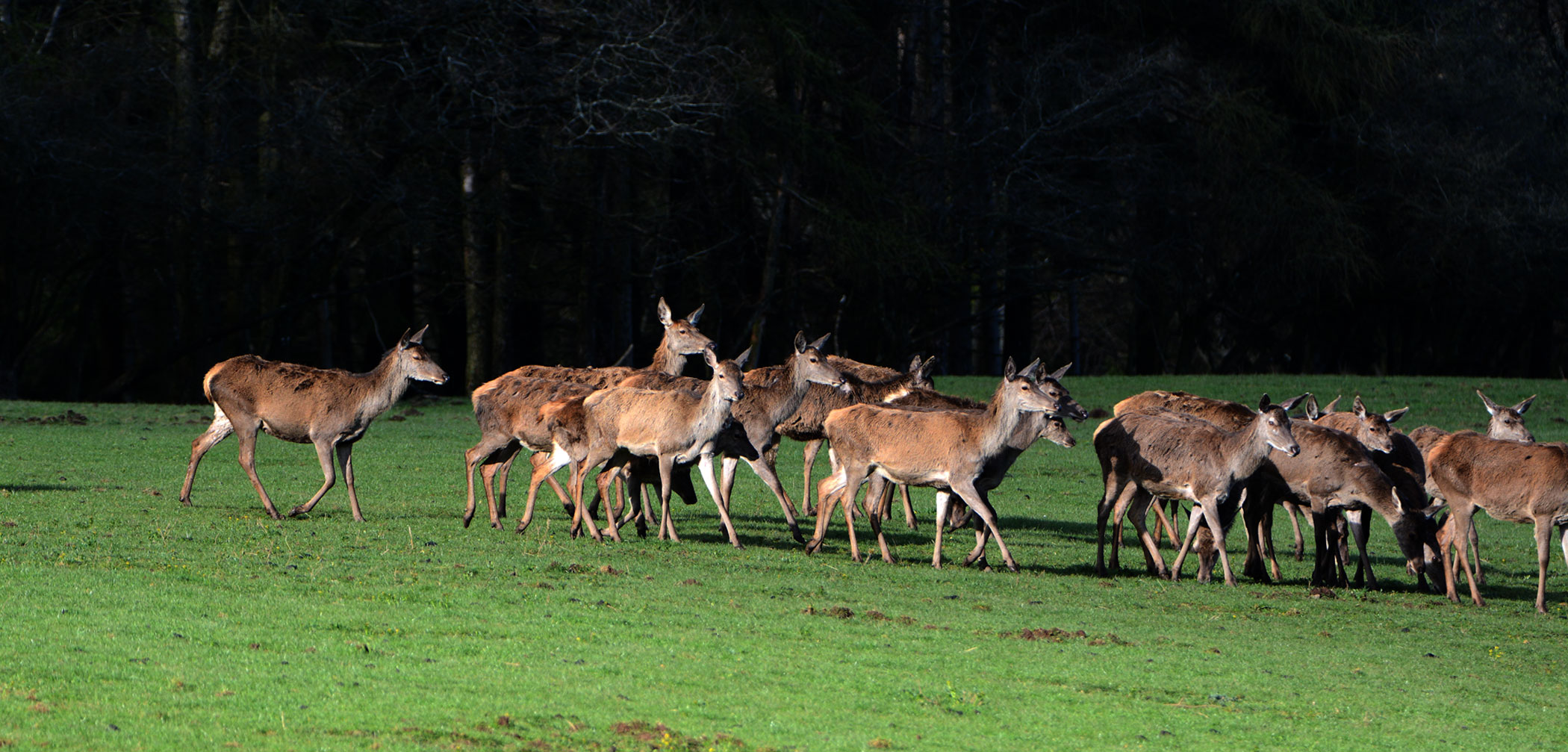 Ein Rudel Kahlwild tritt zum Äsen aus dem Wald aus Foto & Bild | natur ...