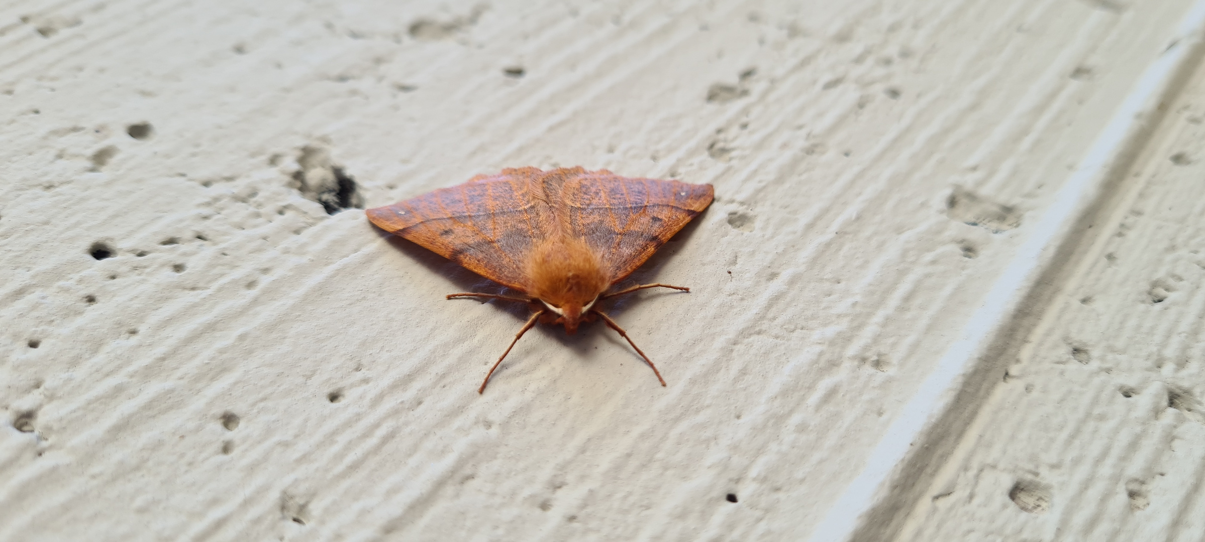 Ein ruhiger Falter Foto & Bild | tiere, wildlife, insekten Bilder auf ...