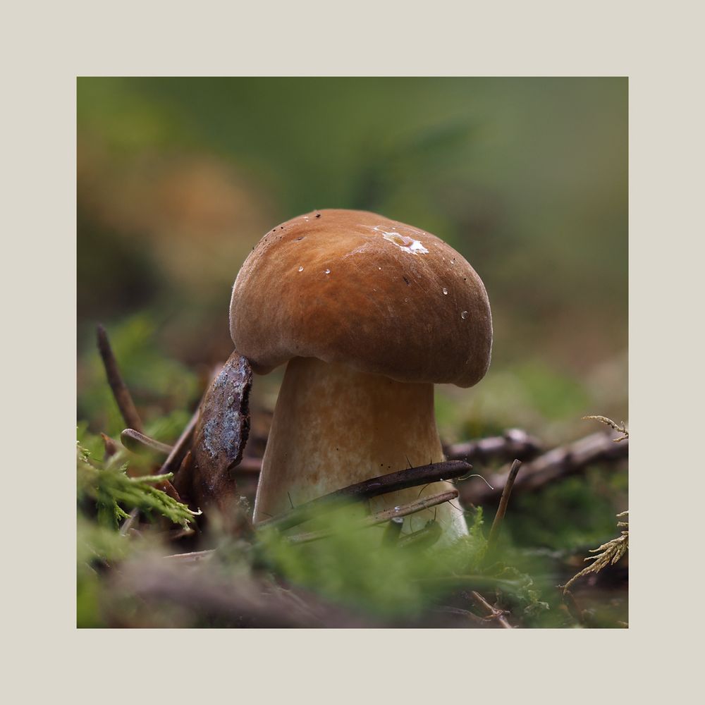 Ein runder Kerl Foto & Bild | projekte, mittwochsblümchen, makro Bilder ...