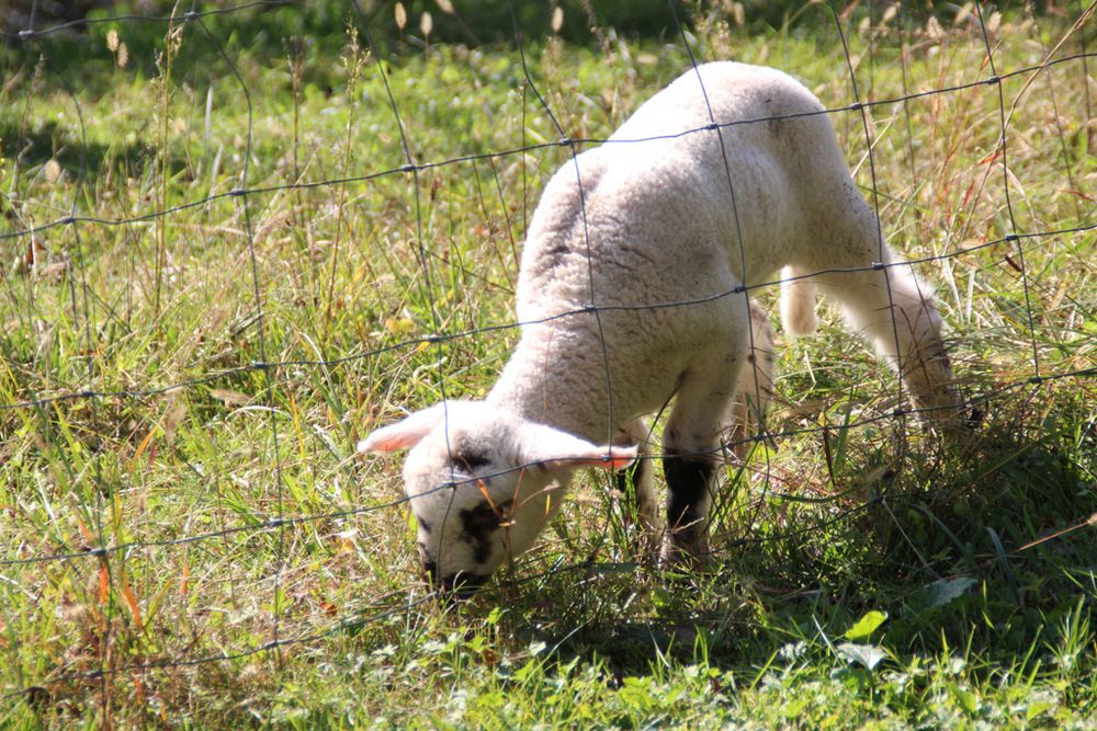 Ein Schäfchen Foto & Bild | andere tiere, natur, tiere Bilder auf ...