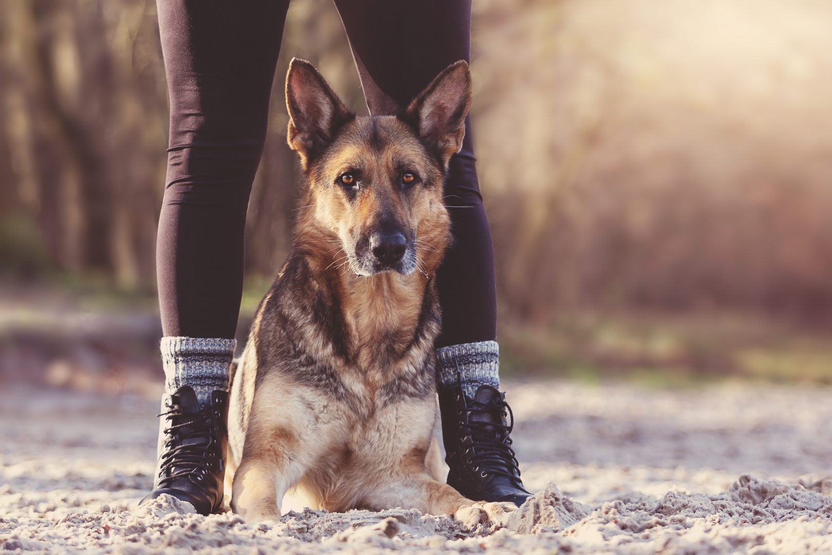 ein Schäferhund Foto & Bild | tiere, haustiere, hunde Bilder auf ...