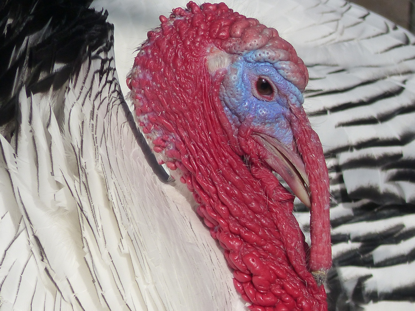 Ein Schelm der bei dem Anblick Foto & Bild | tiere, haustiere ...