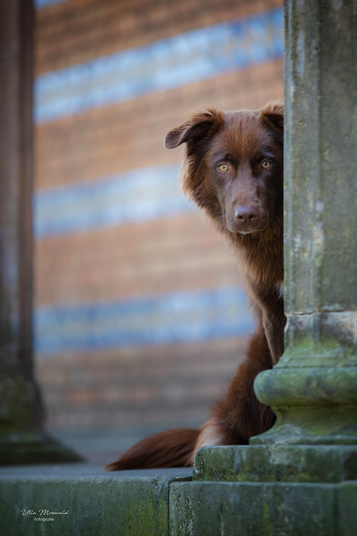 ...ein scheues Reh... Foto & Bild | hunde, aussie, hund Bilder auf ...
