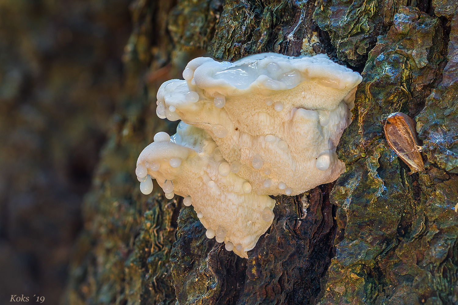 Ein Schleimer Foto & Bild | makro, natur, pflanzen Bilder auf fotocommunity