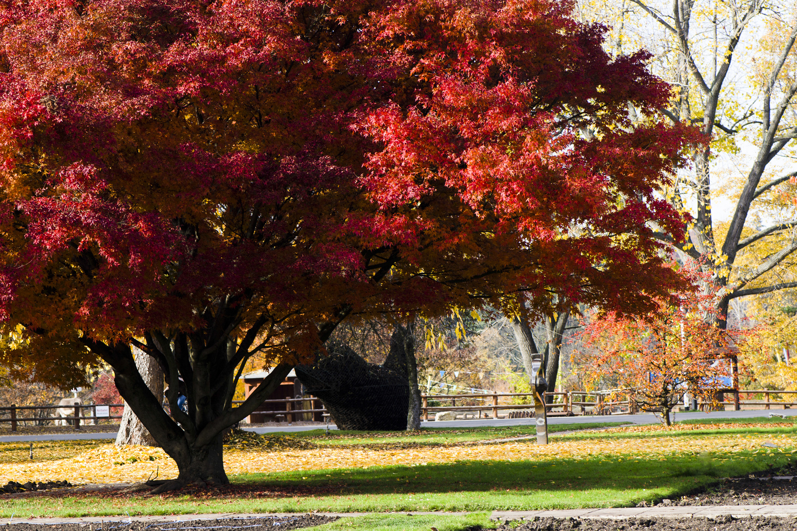 Ein schöner Baum Foto & Bild | pflanzen, pilze & flechten, natur und ...
