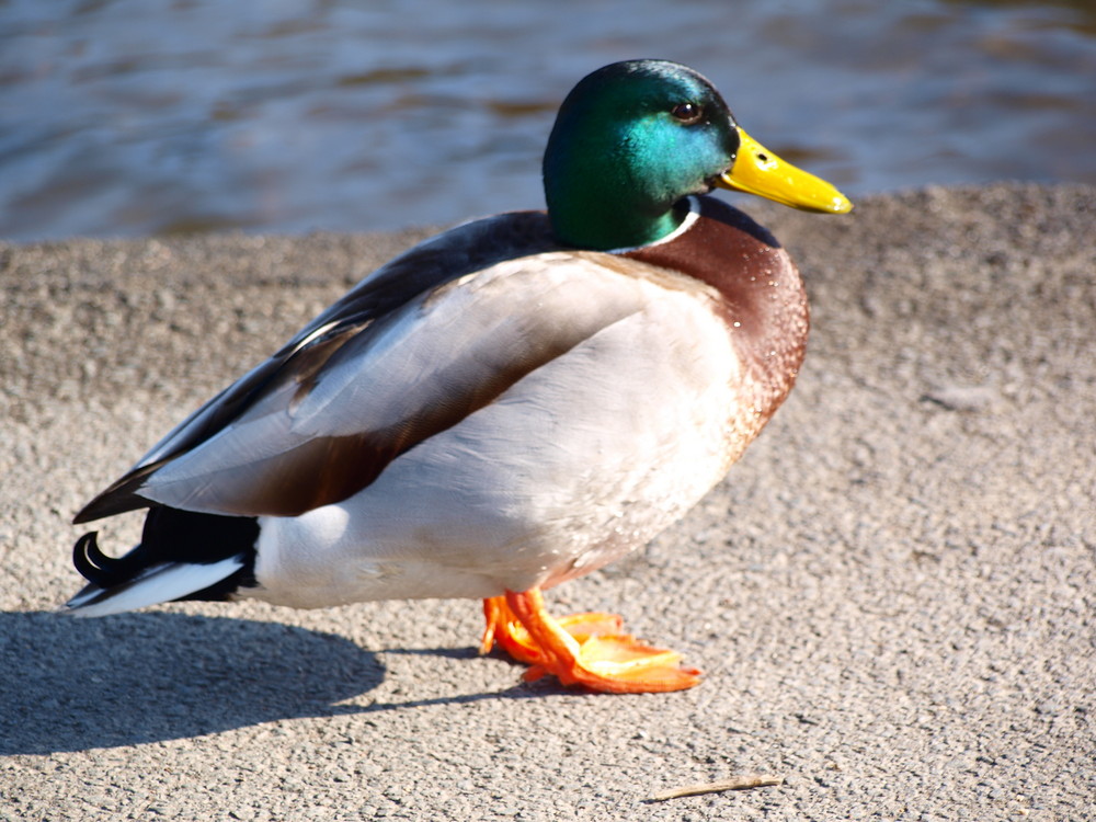 Ein schöner Erpel im farbigen Prachtkleid Foto & Bild | tiere, wildlife ...