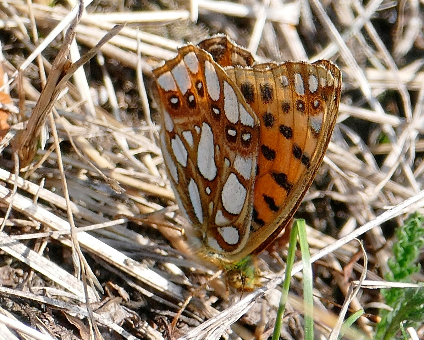 Ein schöner Falter Foto & Bild | natur, insekten, tiere Bilder auf ...