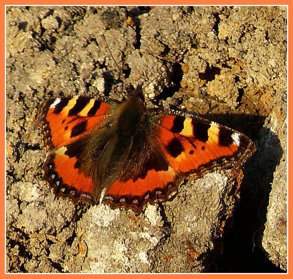 Ein schöner Falter Foto & Bild | tiere, wildlife, schmetterlinge Bilder ...