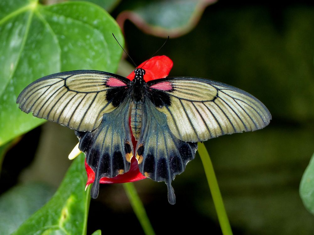 Ein schöner Falter Foto & Bild | tiere, zoo, wildpark & falknerei ...