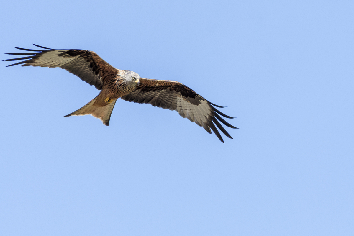 Ein schöner Greif .... Foto & Bild | tiere, wildlife, wild lebende ...